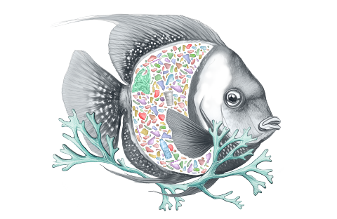 Angelfish – Sea Change