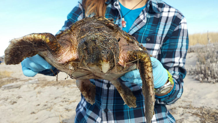 The Olive Ridley Project: Maldives Sea Turtle Rehabilitation Centres ...